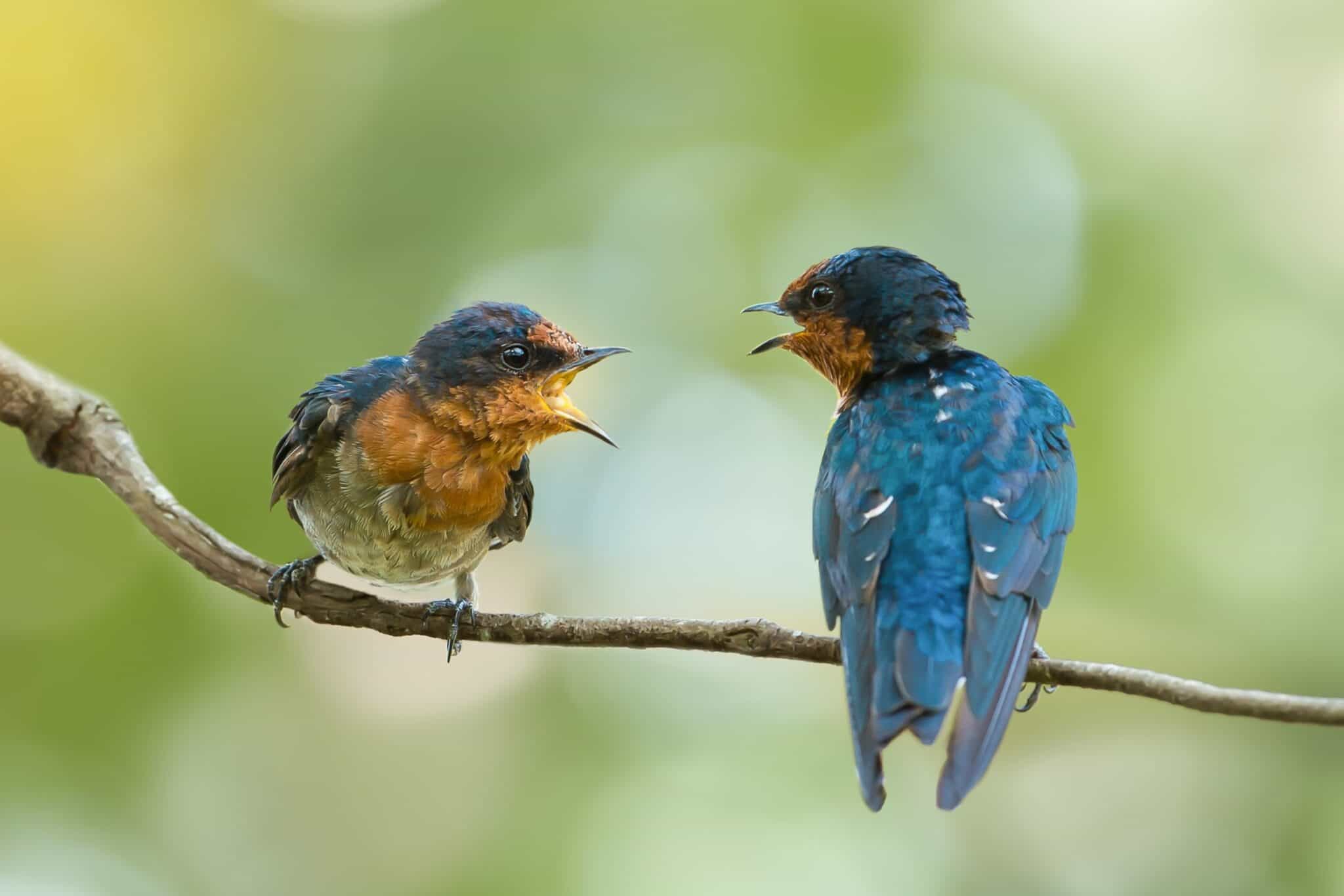 Do Birds Have Teeth? - 8 Birds That Have "Teeth"