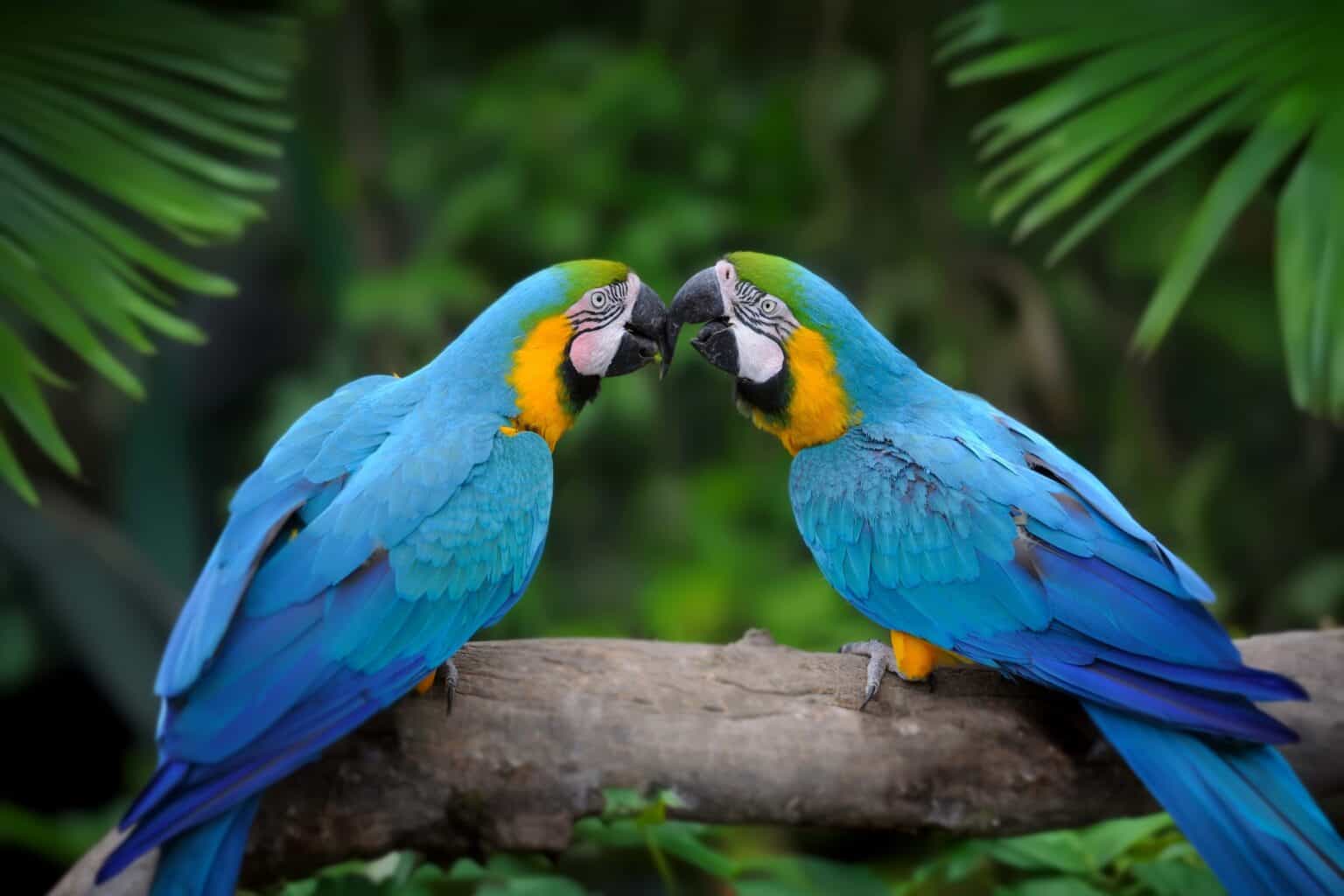 How Much Does a Talking Parrot Cost? (2025 Updated)