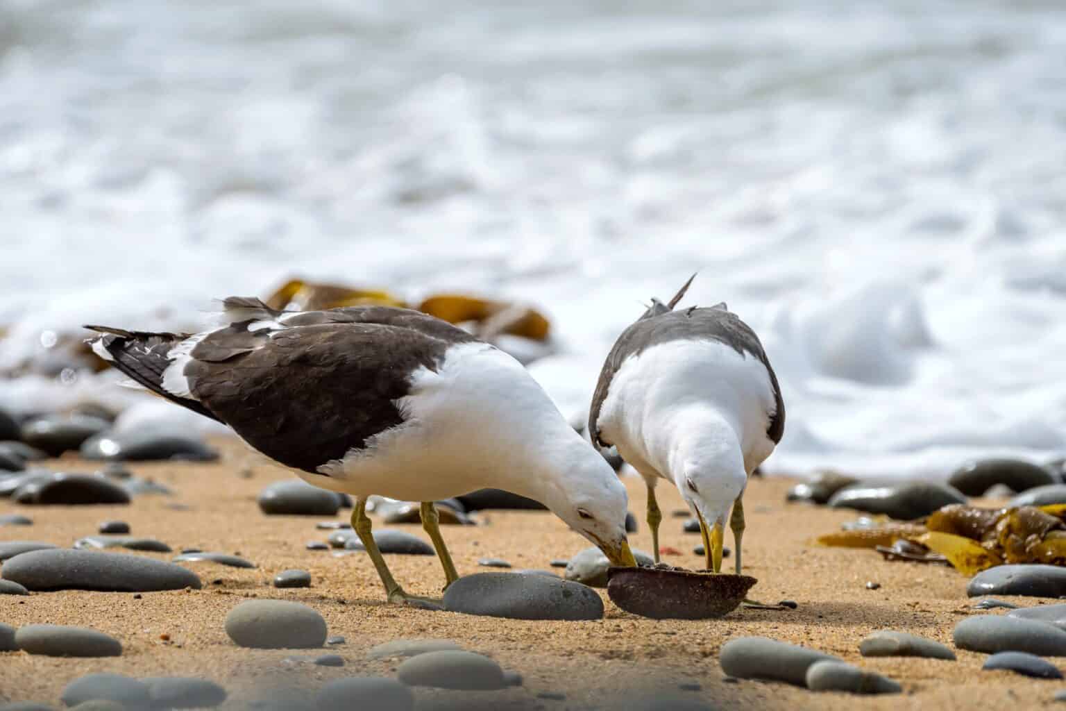 What Do Seagulls Eat? List of Foods They Love to Eat