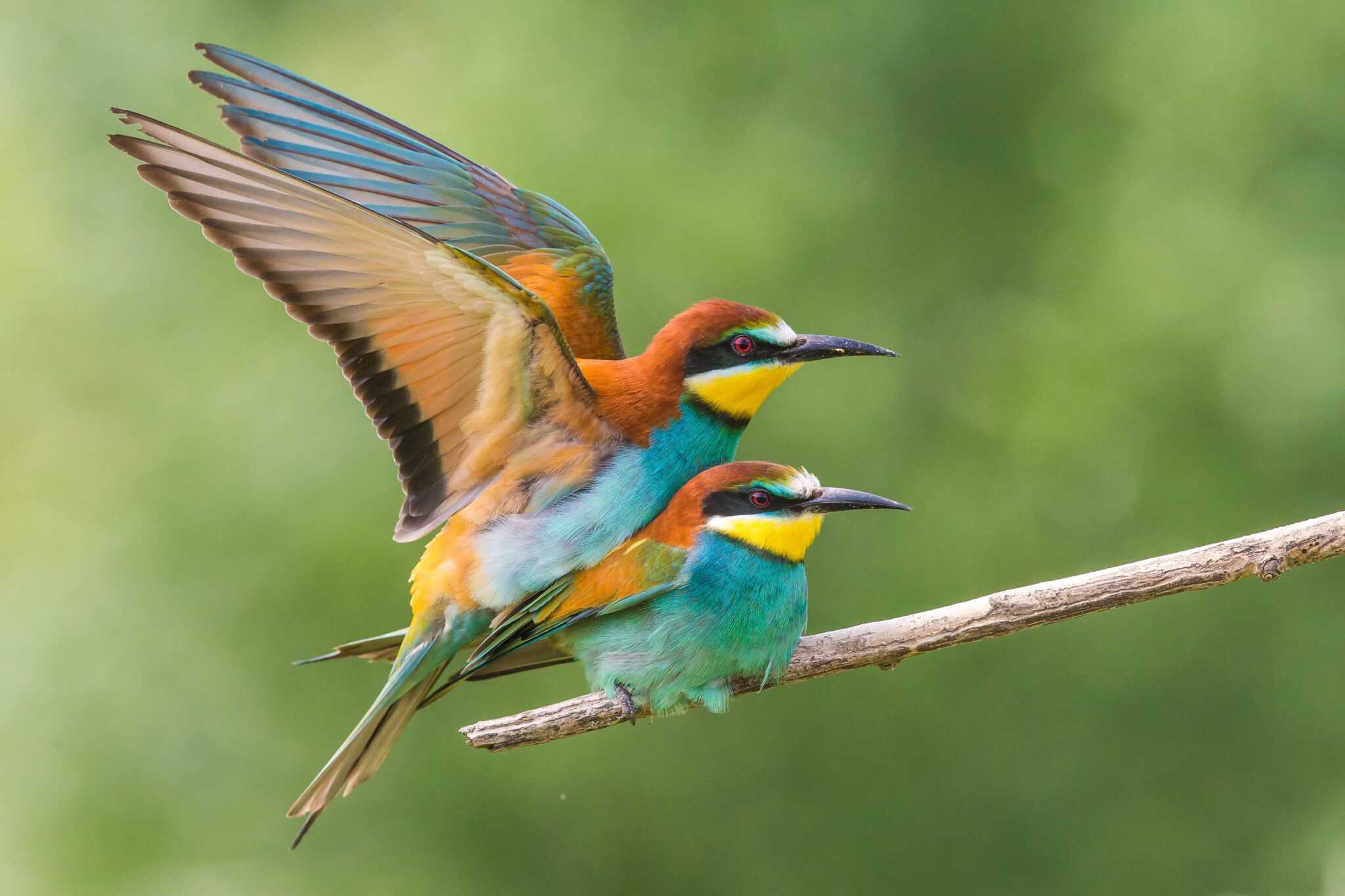 How Do Birds Mate? - Bird Mating Facts & FAQs