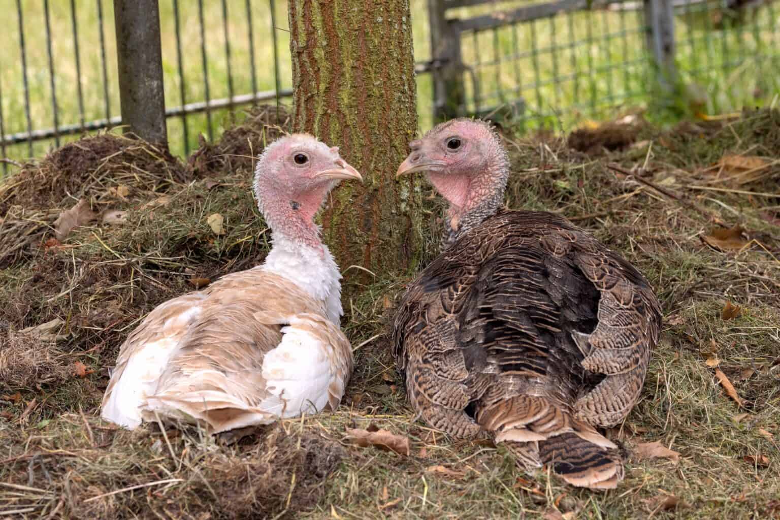 14 Interesting Facts About Baby Turkeys