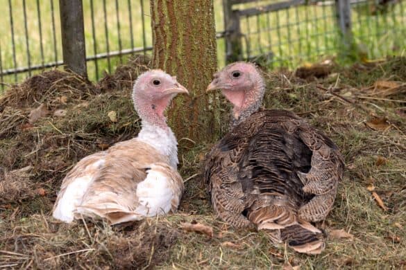 14 Interesting Facts About Baby Turkeys