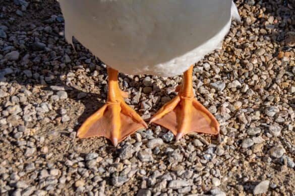 What Are Duck Feet Called? (Duck Feet Name & Facts)