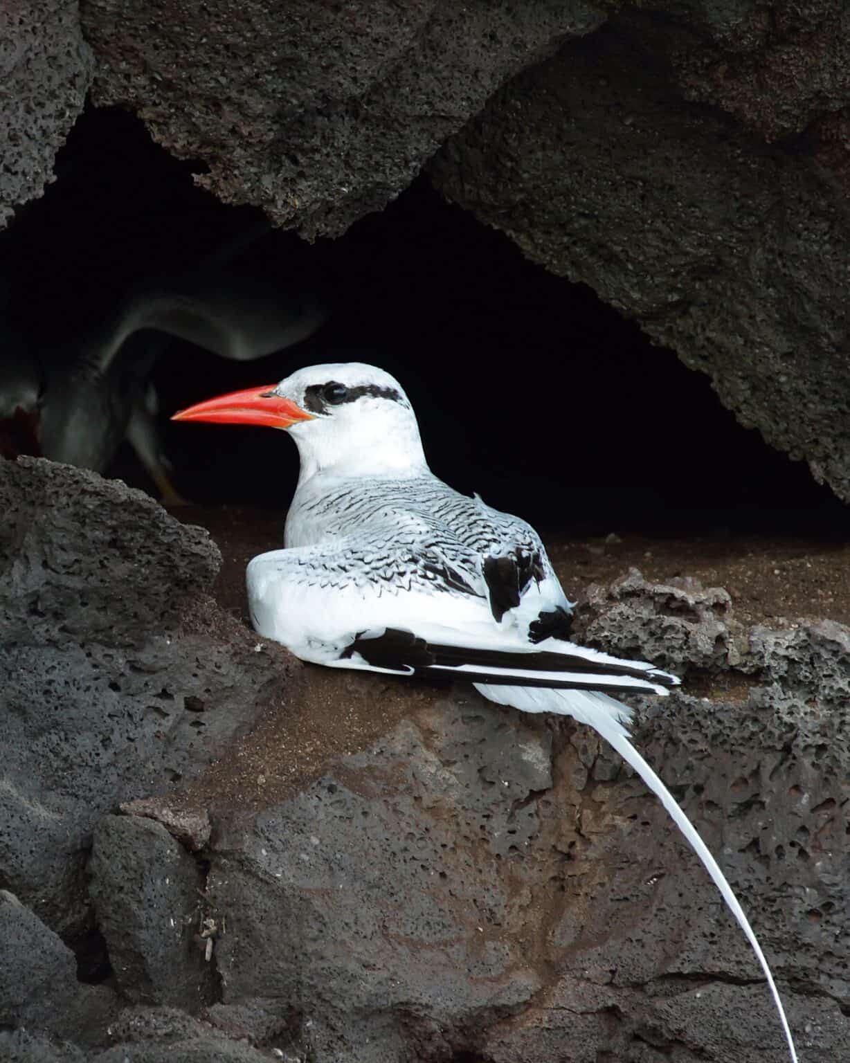 16 Birds With Long Tails (Long-Tailed Birds)