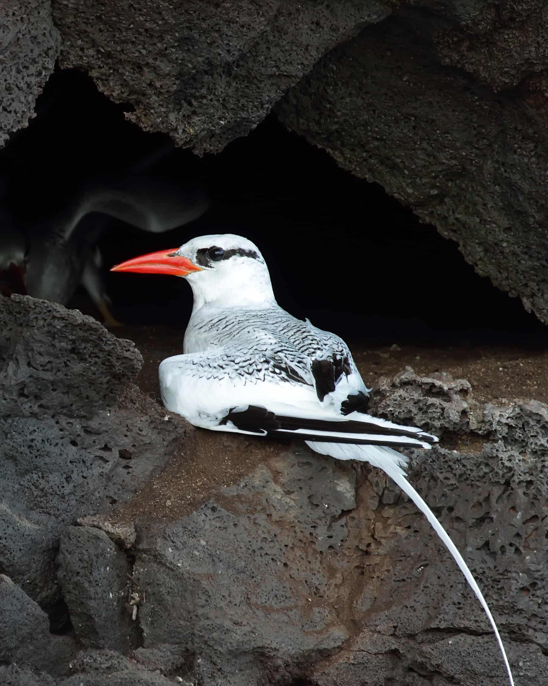 16 Birds With Long Tails (Long-Tailed Birds)