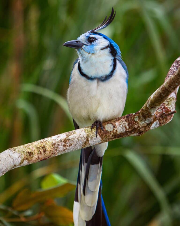 16 Birds With Long Tails (Long-Tailed Birds)