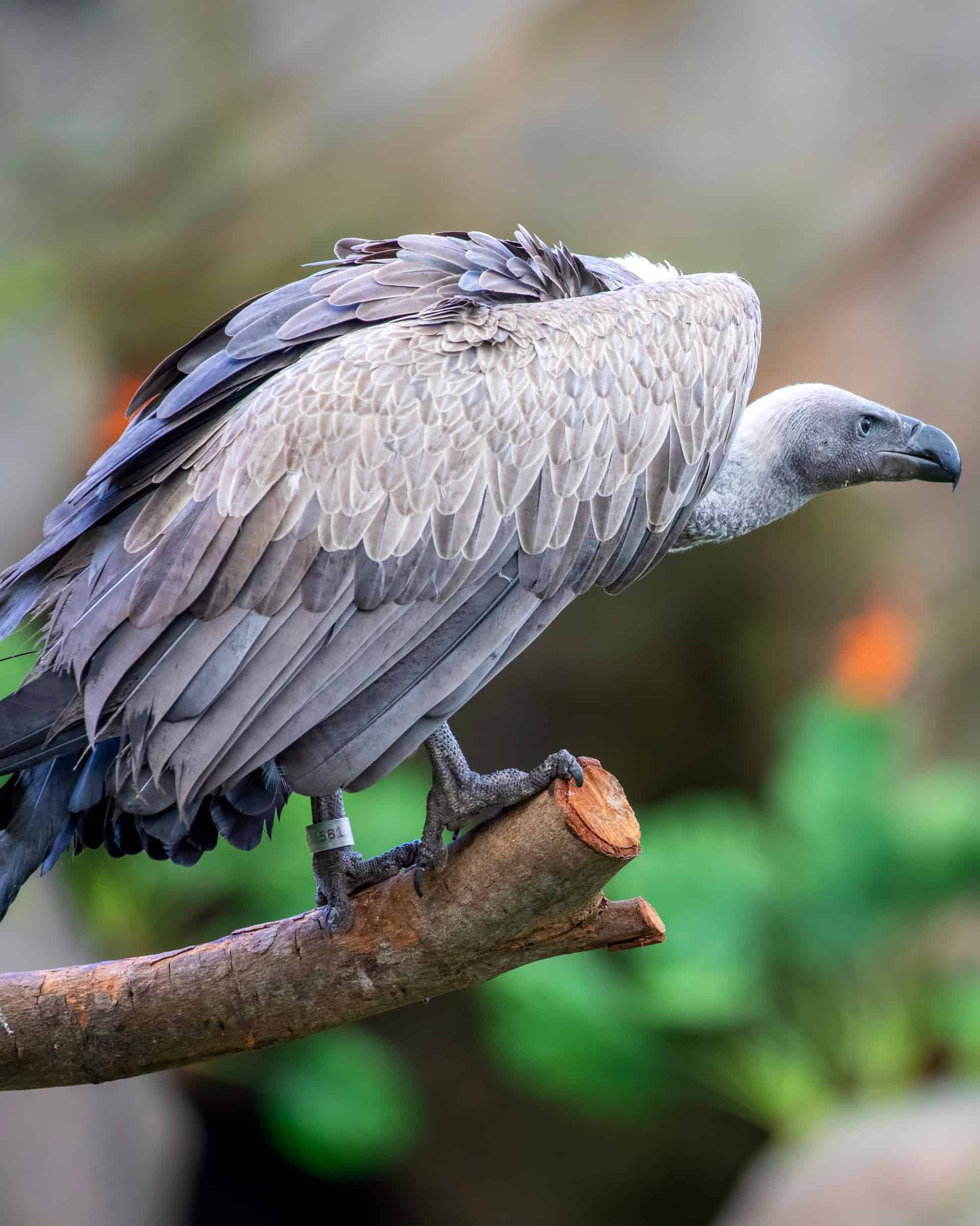Top 10 Largest Vulture Species in the World