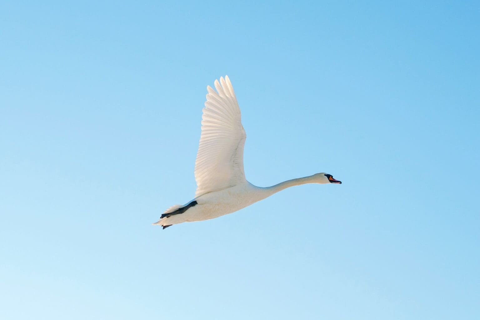 Can Swans Fly? (Distance, Height, Speed & Migration)