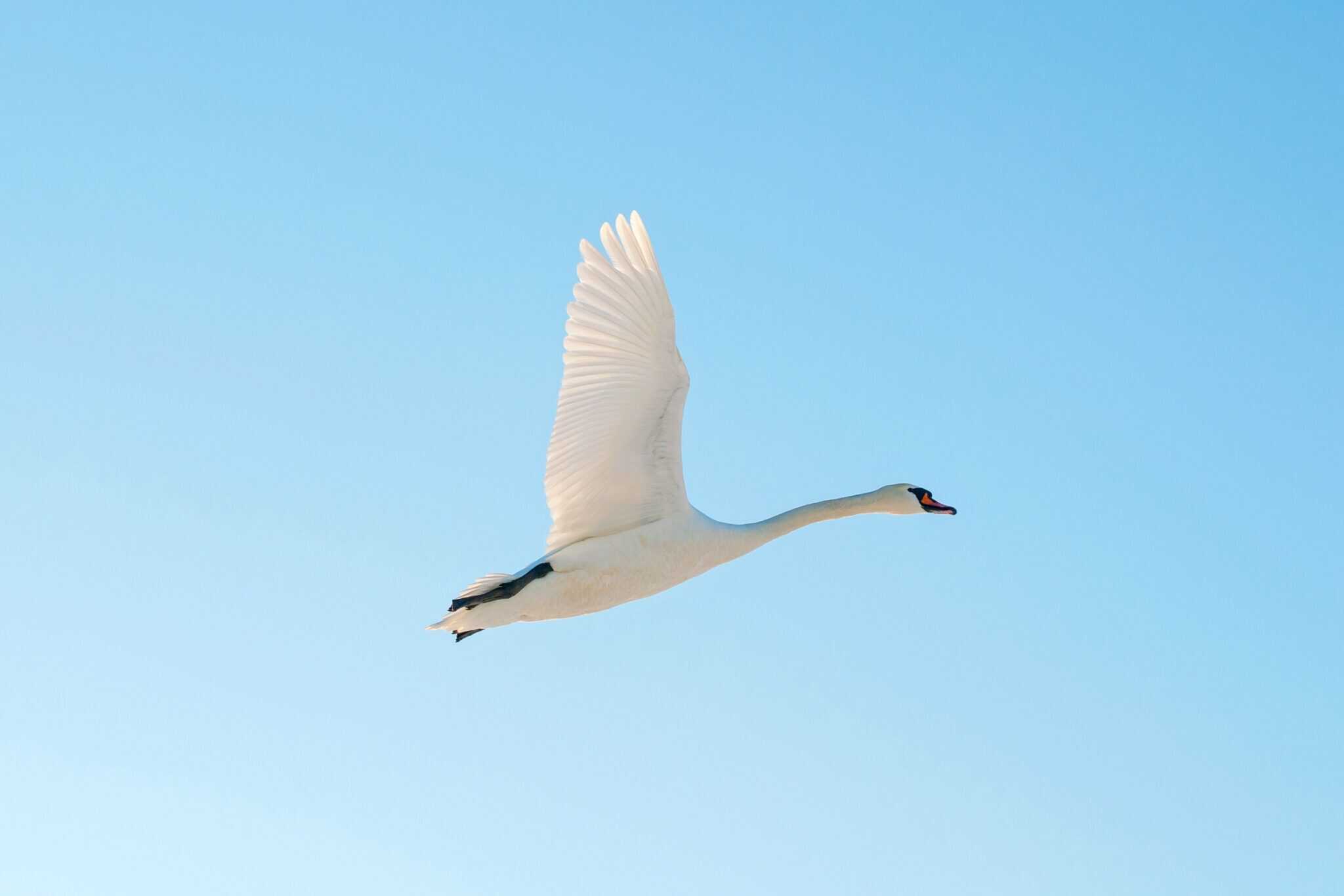 Can Swans Fly? (Distance, Height, Speed & Migration)