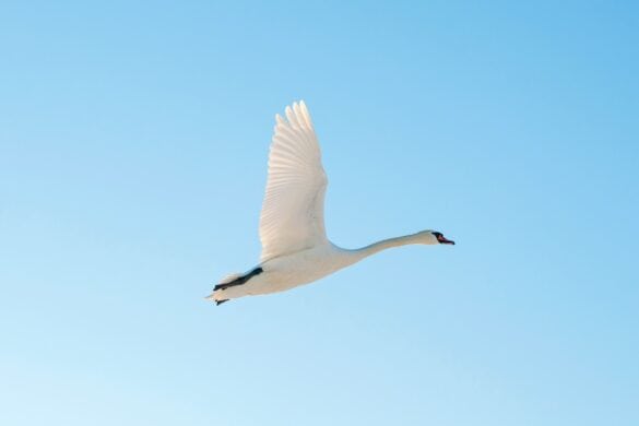 Can Swans Fly? (Distance, Height, Speed & Migration)