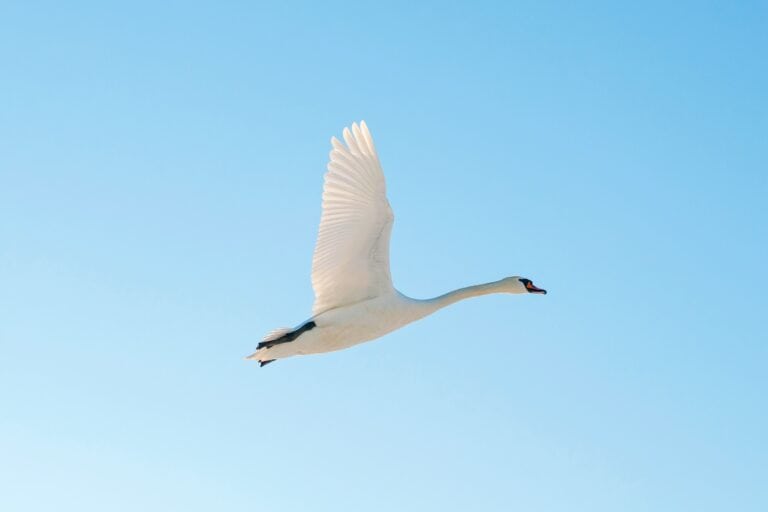 Can Swans Fly? (Distance, Height, Speed & Migration)