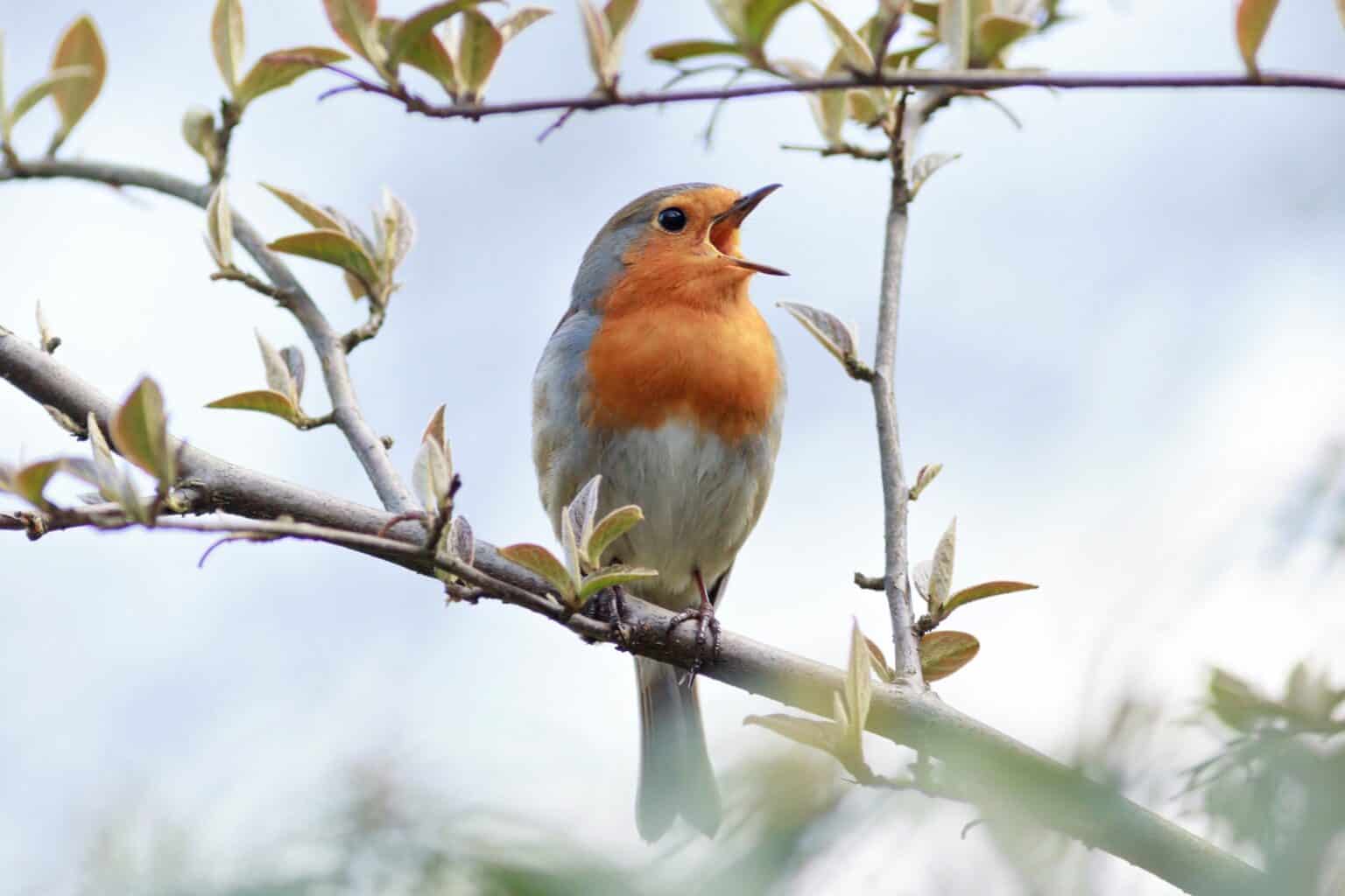 Do Birds Have Teeth? - 8 Birds That Have "Teeth"