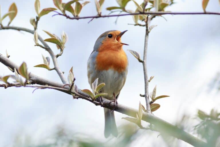 Do Birds Have Teeth? - 8 Birds That Have "Teeth"