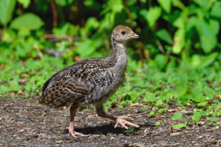14 Interesting Facts About Baby Turkeys