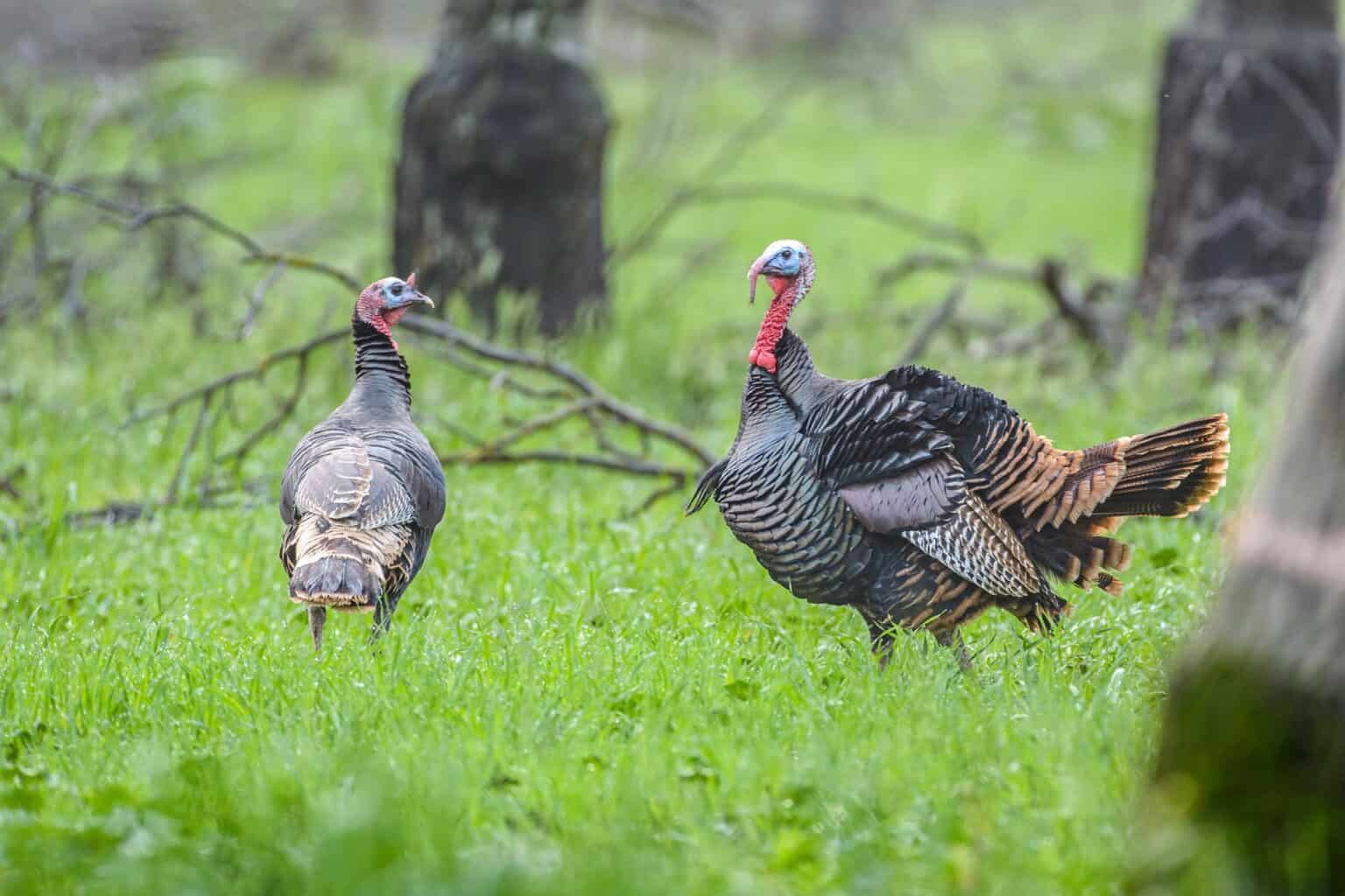 Male vs. Female Turkeys: What’s the Difference?