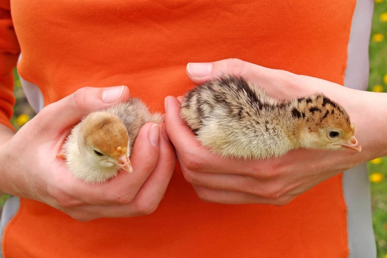 14 Interesting Facts About Baby Turkeys