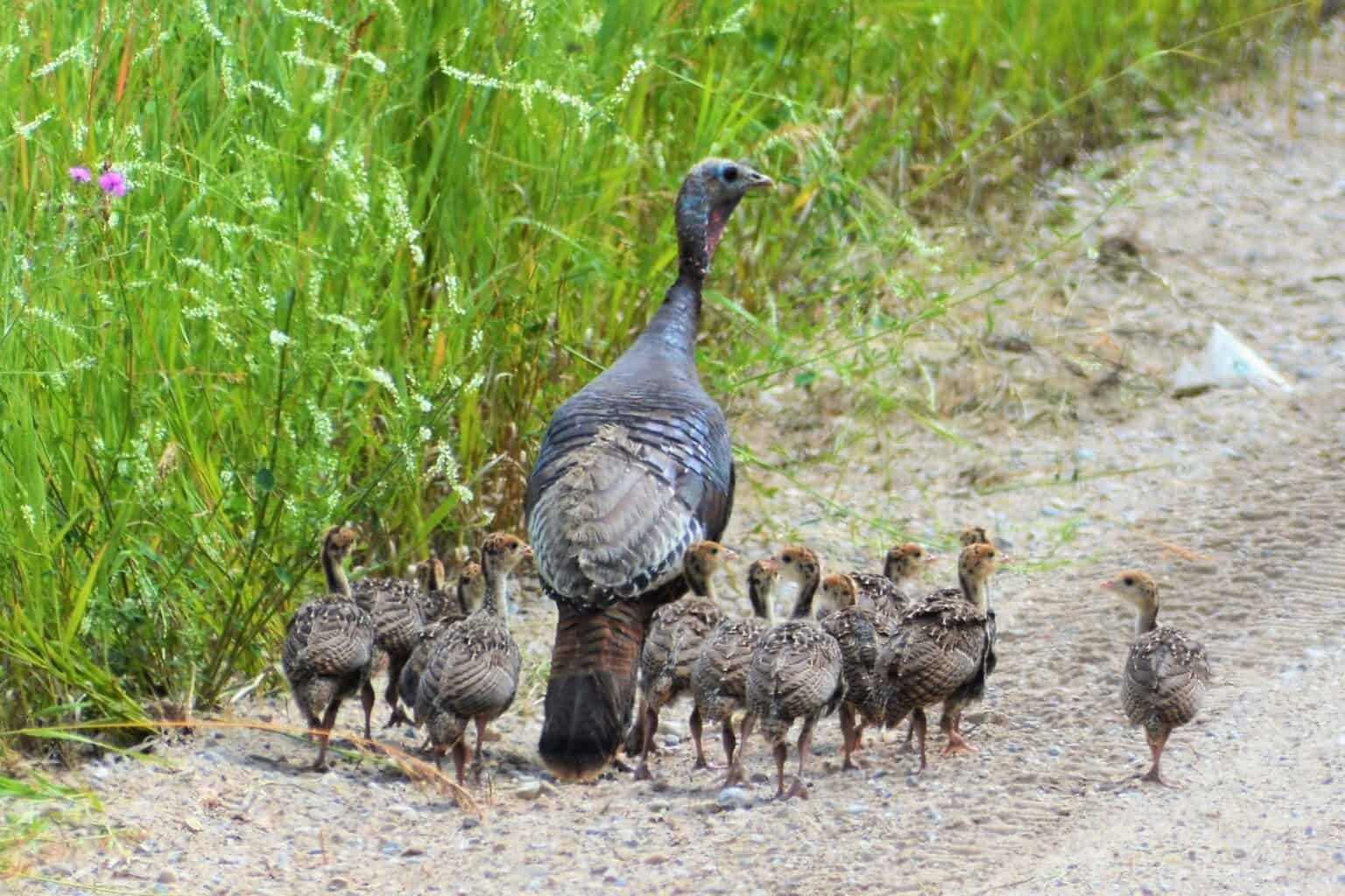 14 Interesting Facts About Baby Turkeys