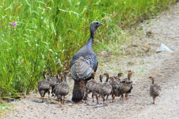 14 Interesting Facts About Baby Turkeys