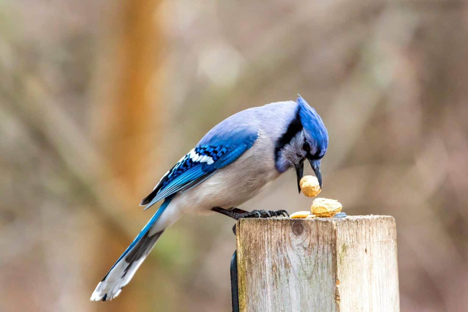 What Do Blue Jays Eat? (Feeding Tips & How to Attract Them)