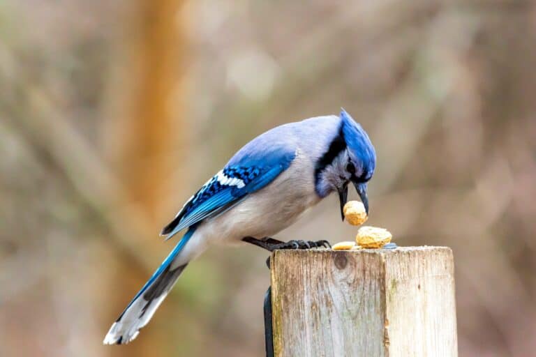 What Do Blue Jays Eat? (Feeding Tips & How to Attract Them)