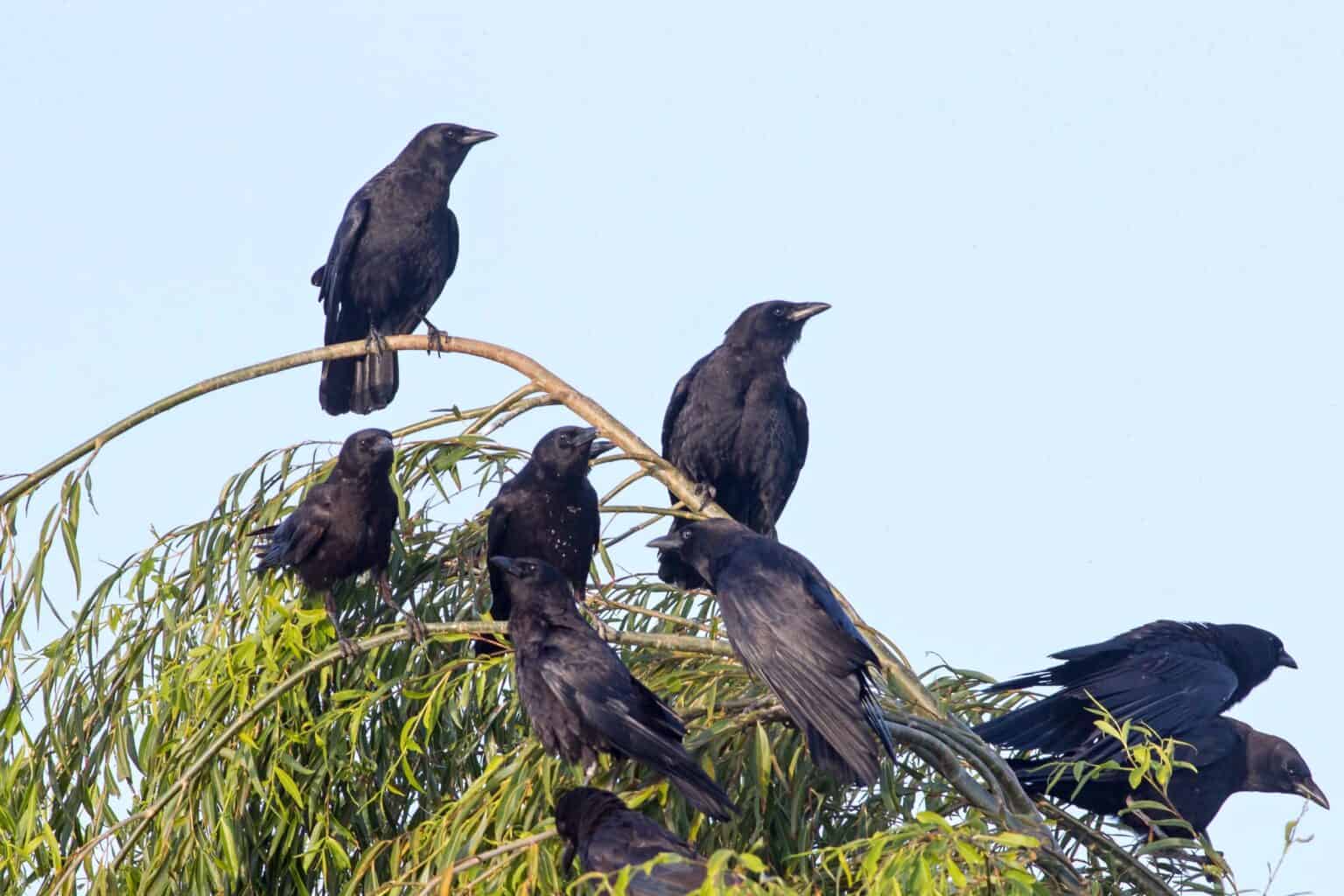 Blackbirds vs. Crows vs. Ravens: What's the Difference?