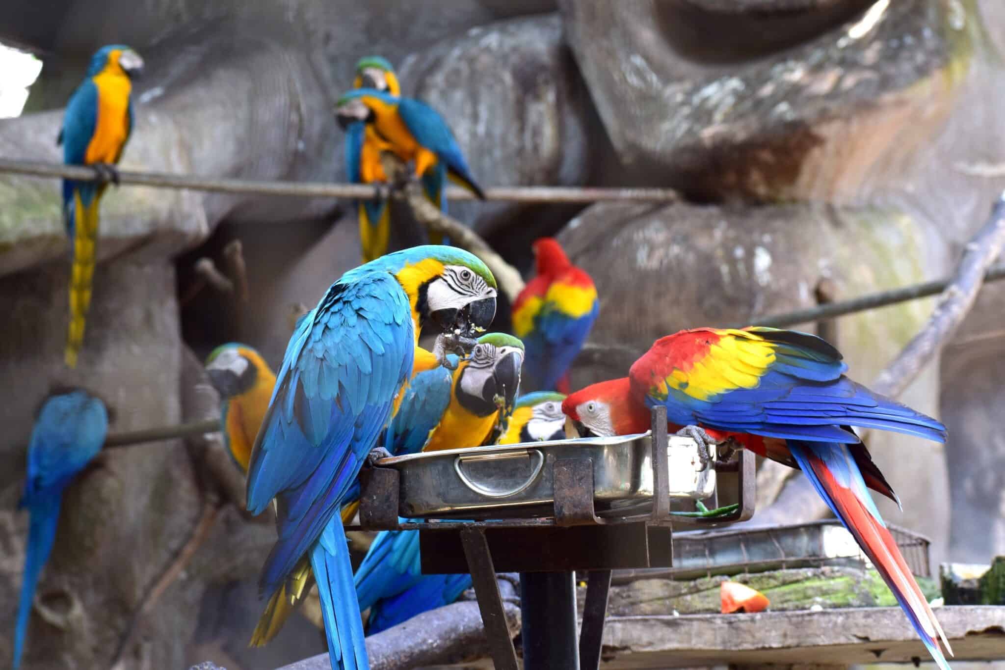 What Do Pet Parrots Eat? – Parrot Feeding & FAQs