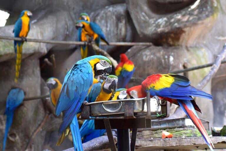 What Do Pet Parrots Eat? – Parrot Feeding & FAQs