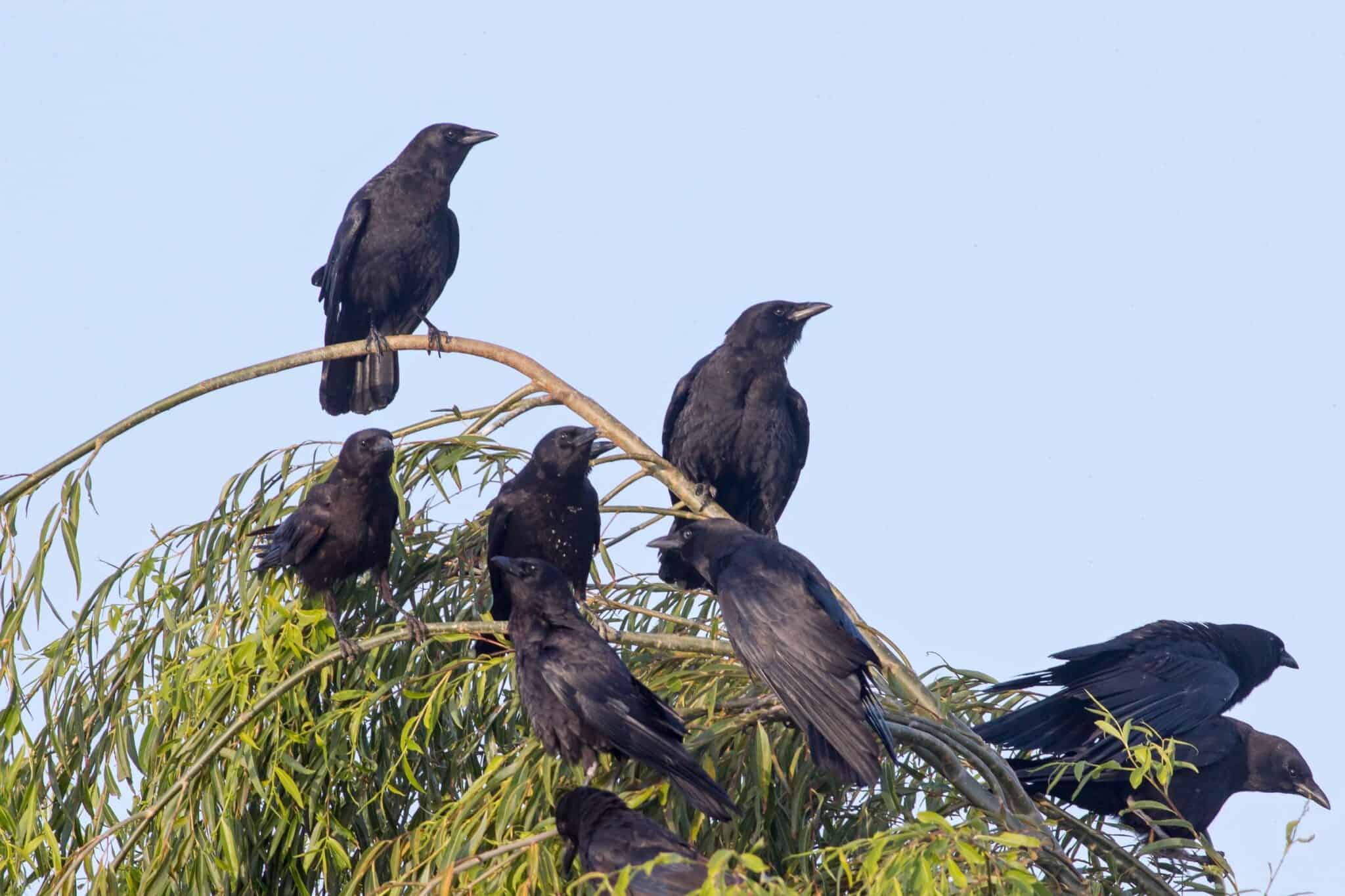 Why Do Crows Gather and Caw in Large Groups?