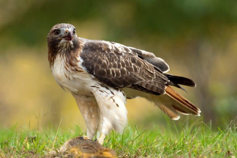 Hawk vs. Eagle: What’s the Difference?