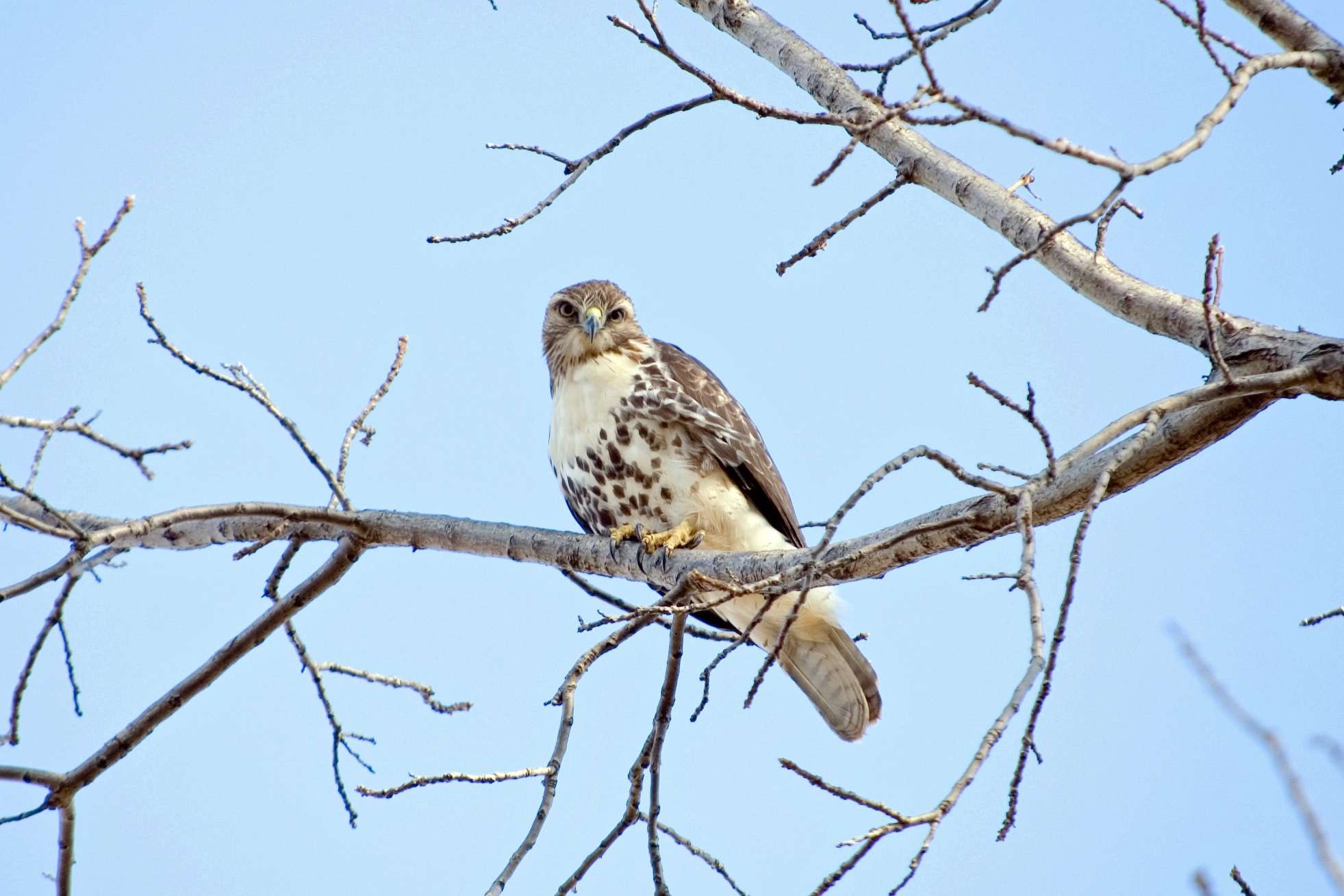 Hawk vs. Eagle: What’s the Difference?