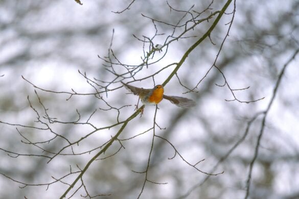 Do Robins Migrate? (Robin Migration Explained)