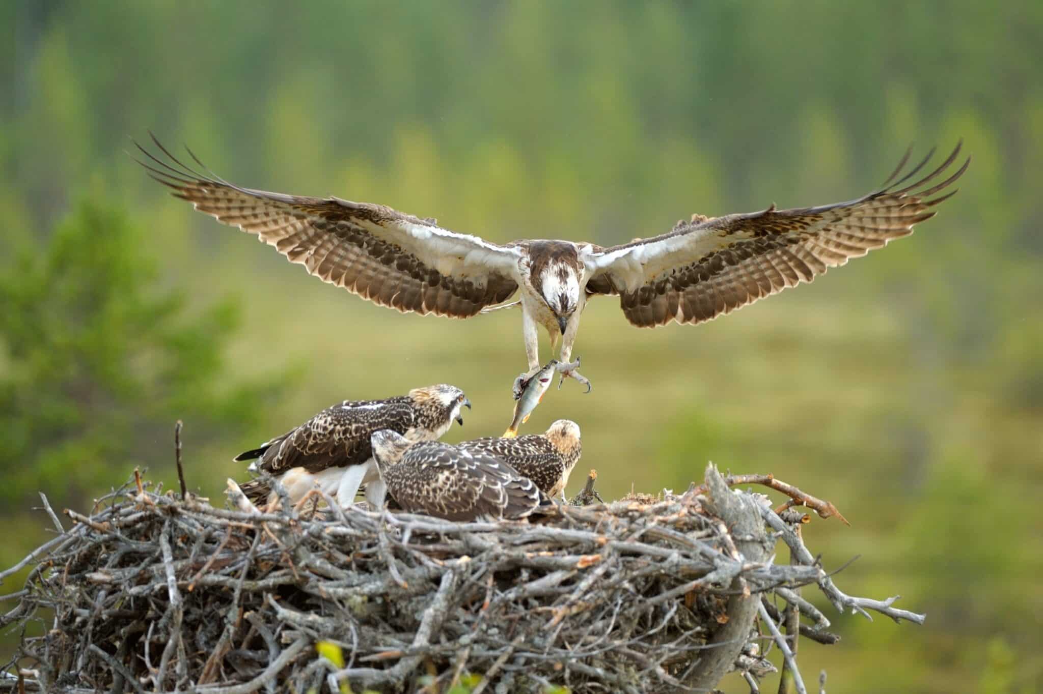 What Do Hawks Eat? - Hawk Diet & FAQs
