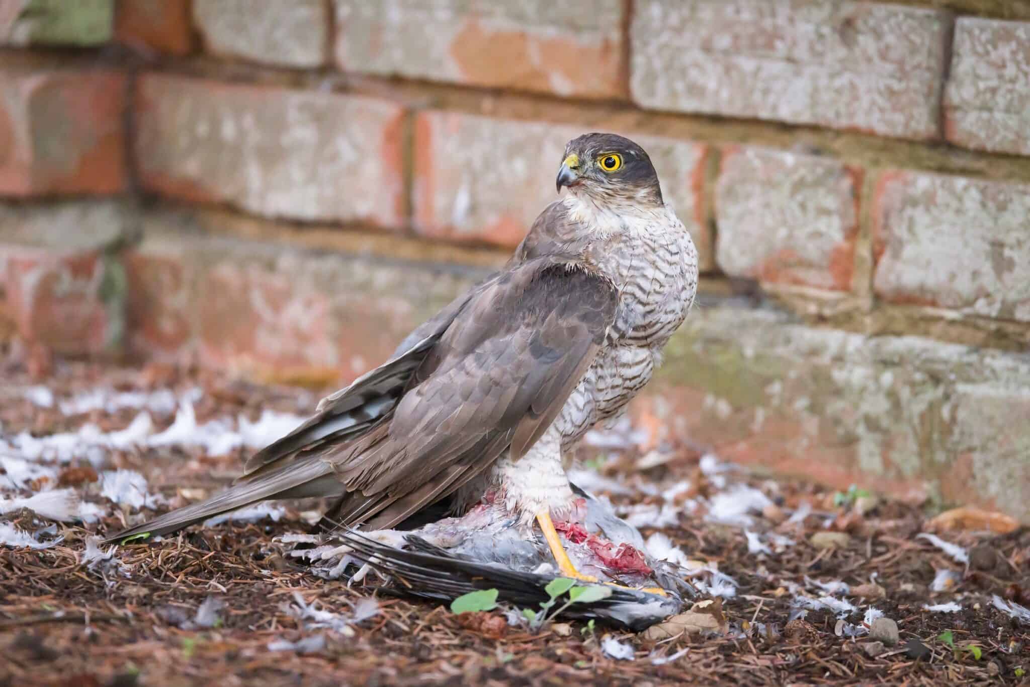 What Do Hawks Eat? - Hawk Diet & FAQs