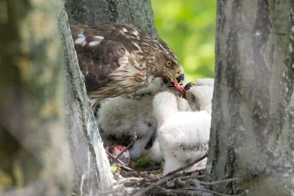 What Do Hawks Eat? - Hawk Diet & FAQs