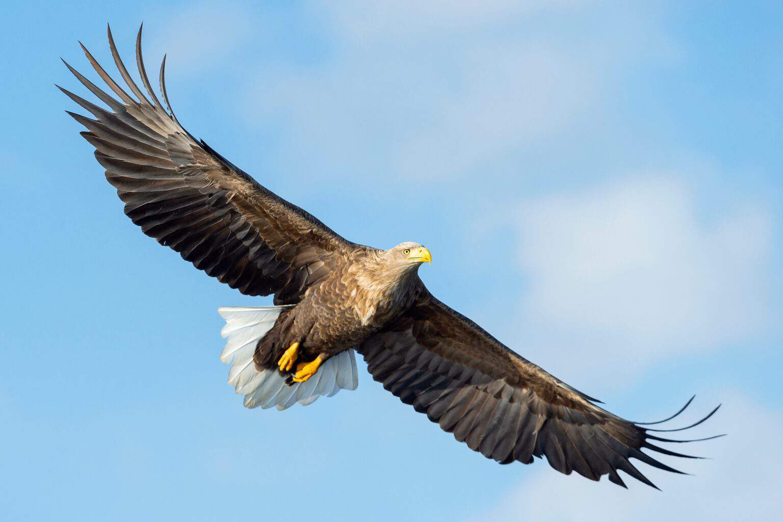 Hawk vs. Eagle: What’s the Difference?