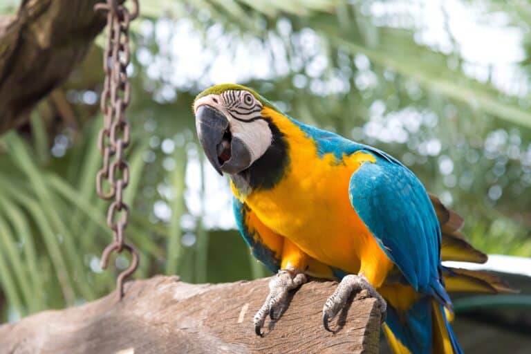 Why Do Parrots Talk? (And How Do They Talk Like Humans?)