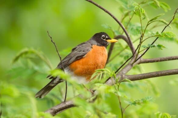 17 Different Types of Robin Birds - Bird Helpful