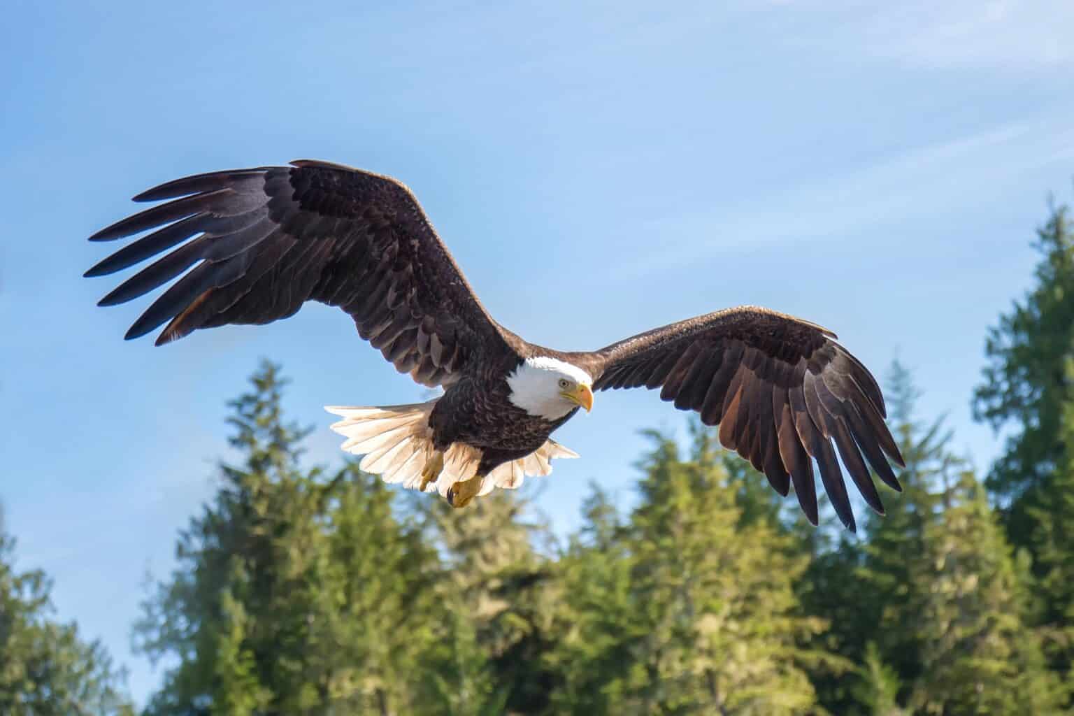 Hawk vs. Eagle: What’s the Difference?