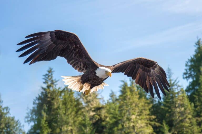 Hawk vs. Eagle: What’s the Difference?