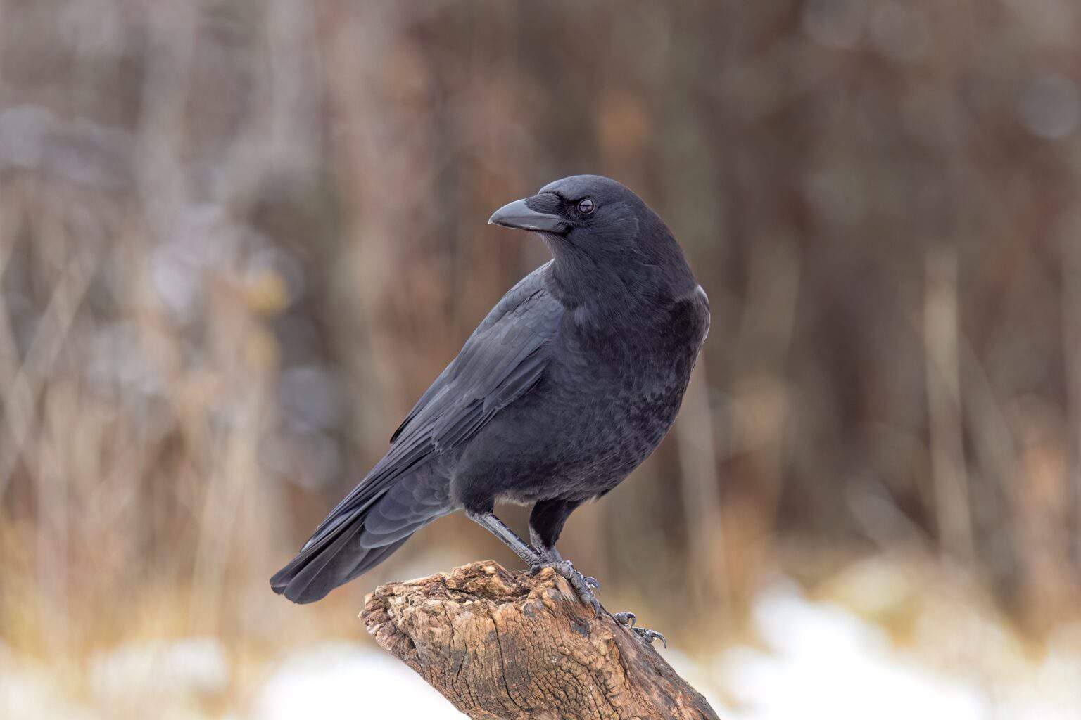 Blackbirds vs. Crows vs. Ravens: What's the Difference?