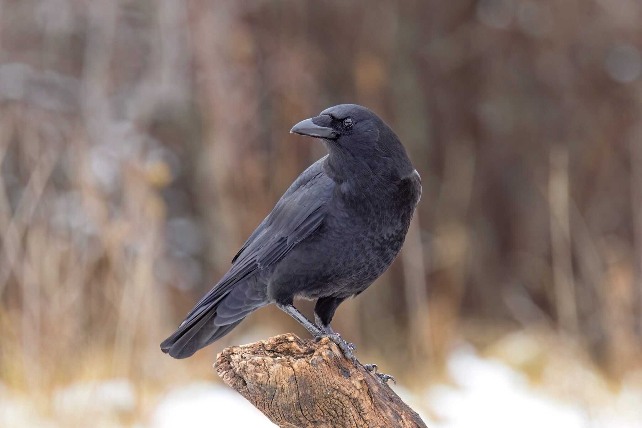 Blackbirds vs. Crows vs. Ravens: What's the Difference?