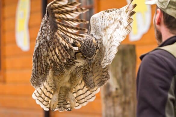 Are Owls Dangerous? Do They Attack Humans?