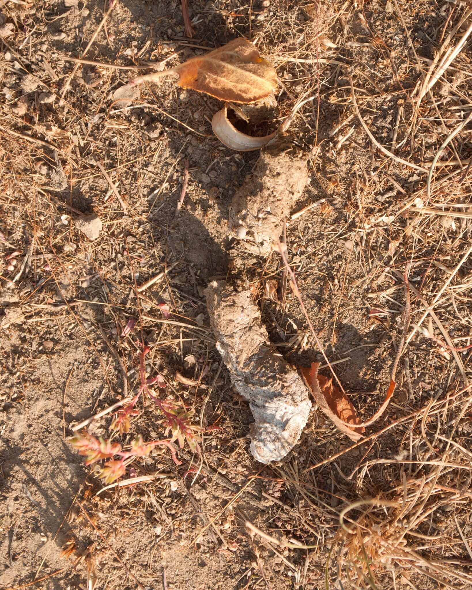 Turkey Poop 101: Everything You Need to Know