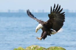 Hawk vs. Eagle: What’s the Difference?