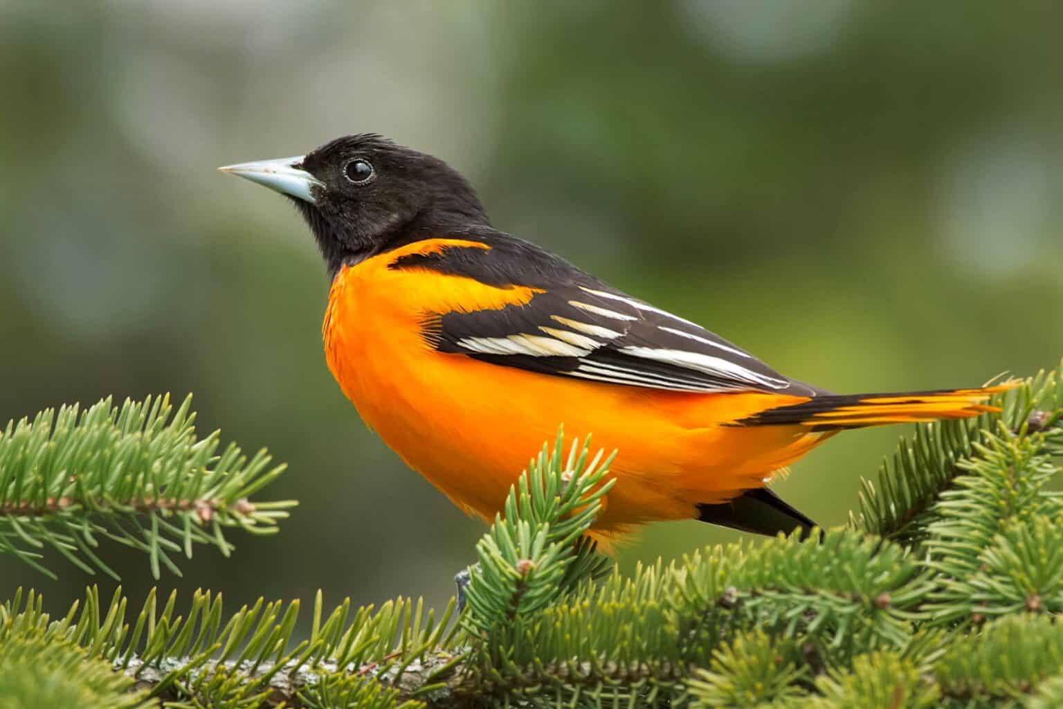 Blackbirds vs. Crows vs. Ravens: What's the Difference?