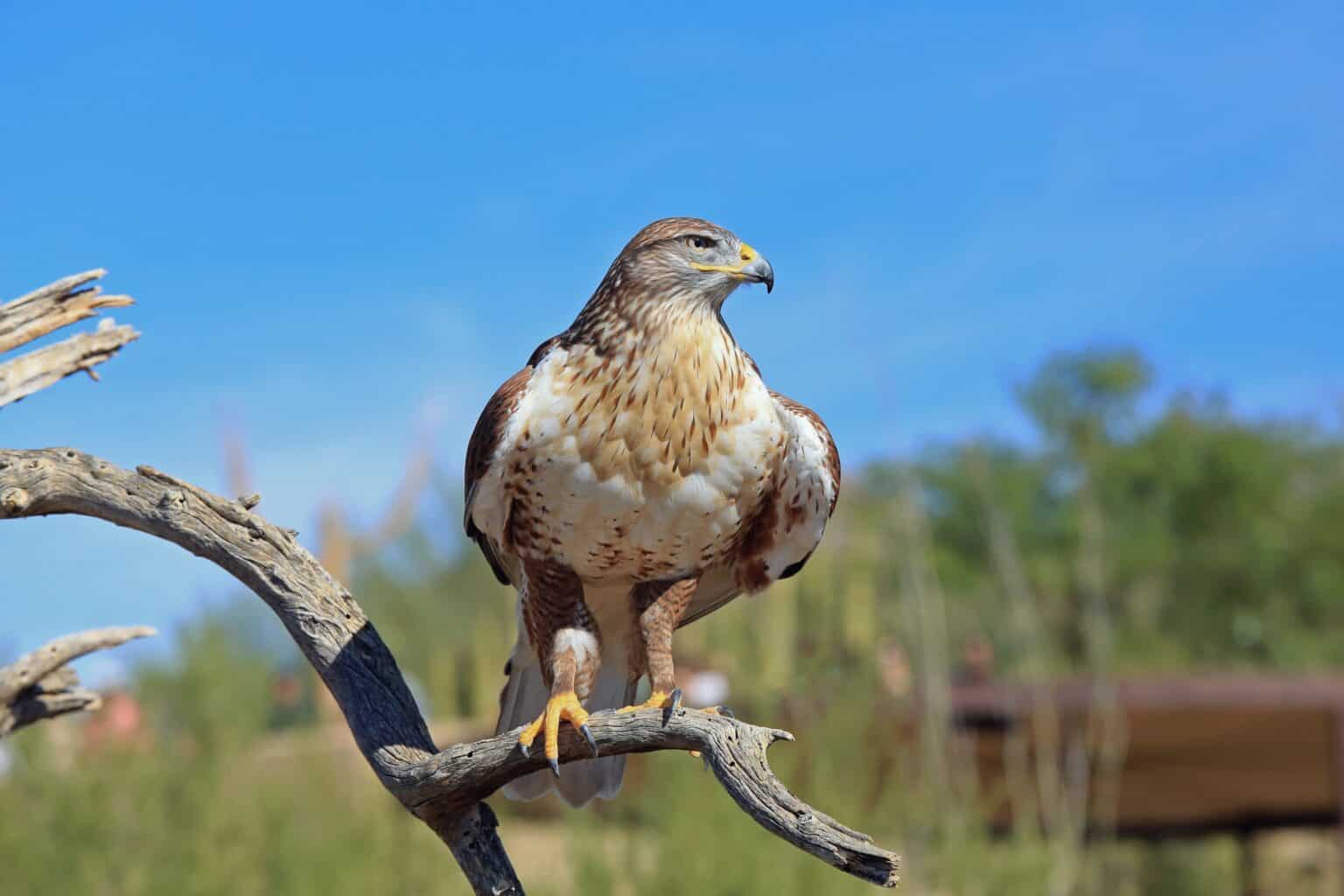 Hawk vs. Eagle: What’s the Difference?