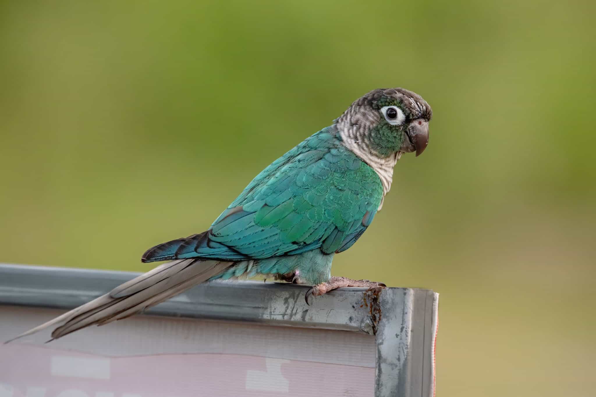 Turquoise Green Cheek Conure: Species Profile & Pictures