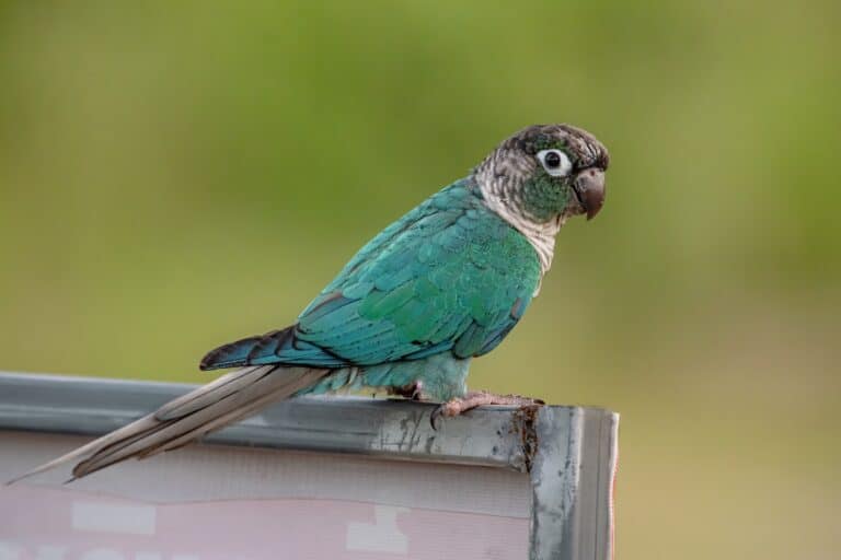 Turquoise Green Cheek Conure: Species Profile & Pictures