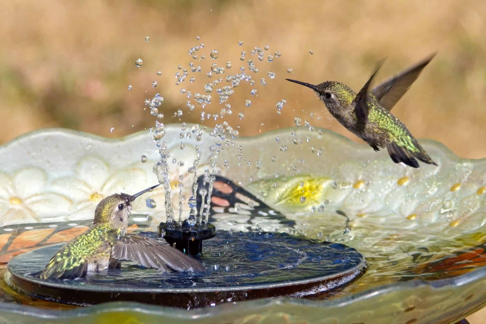 A Guide to Hummingbird Bird Baths in Your Yard