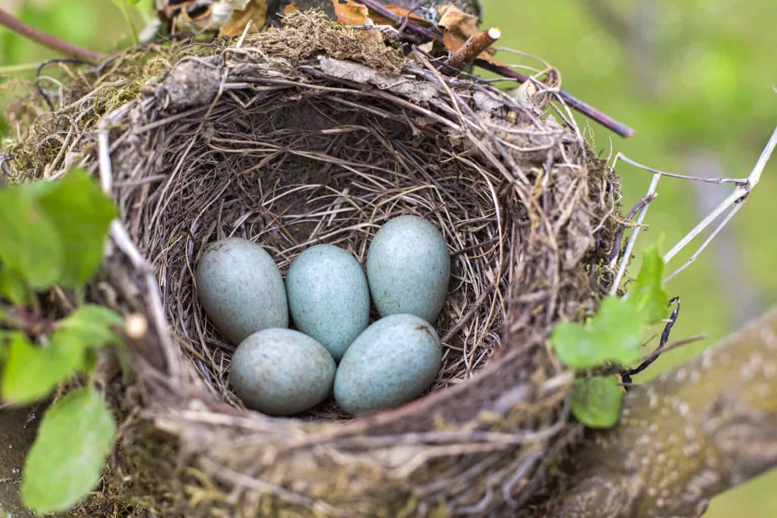 Do Birds Move Their Eggs? - Bird Helpful